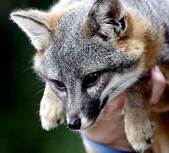Friends of the Island Fox: Island Fox at Santa Barbara Zoo