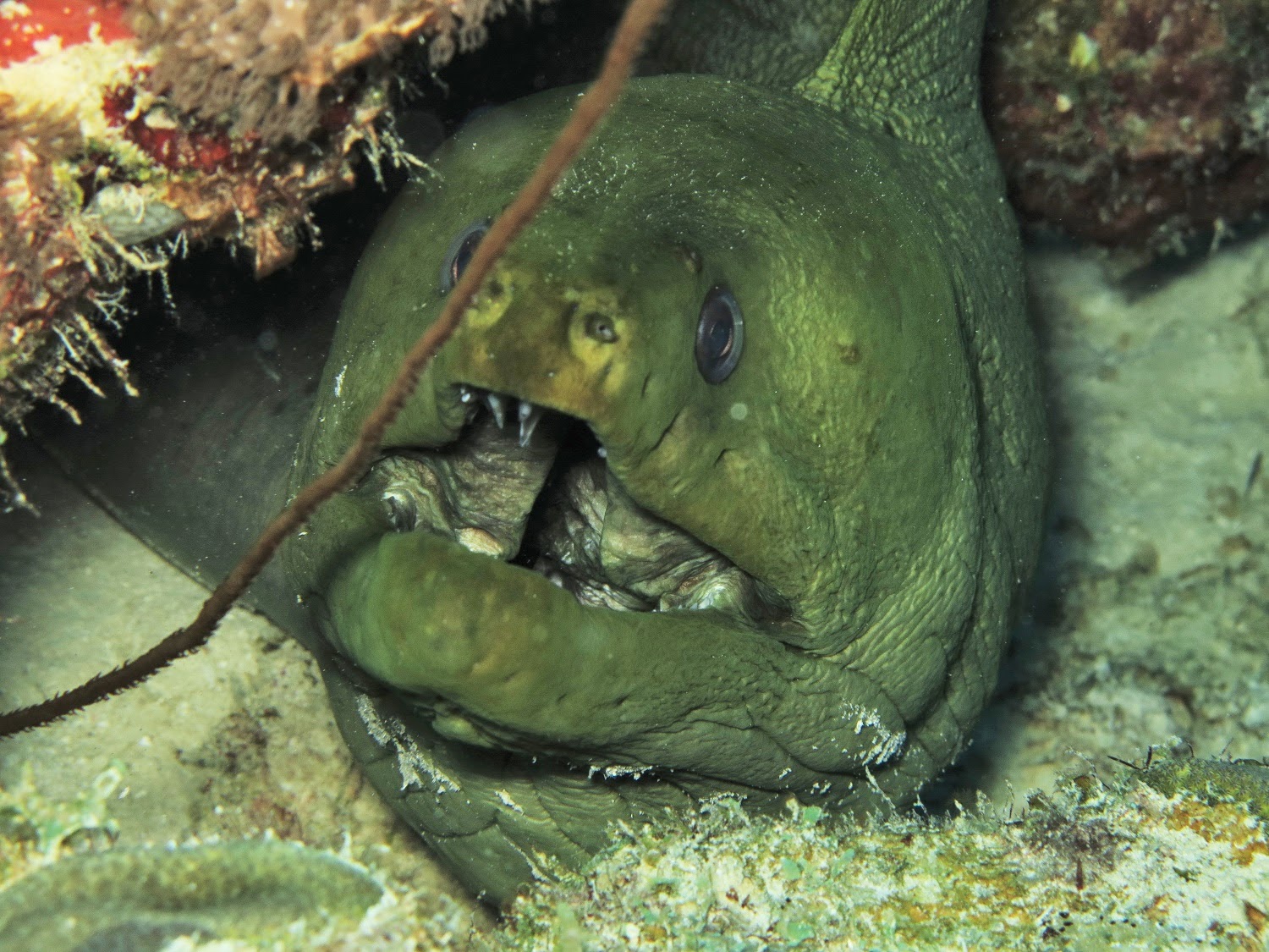 Rambling Jill: Cornetfish