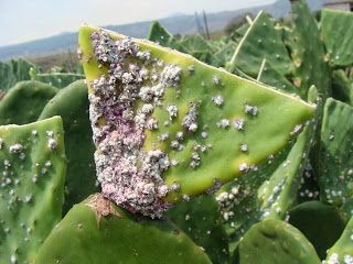 NOPAL VERDURA: PLAGAS Y ENFERMEDADES