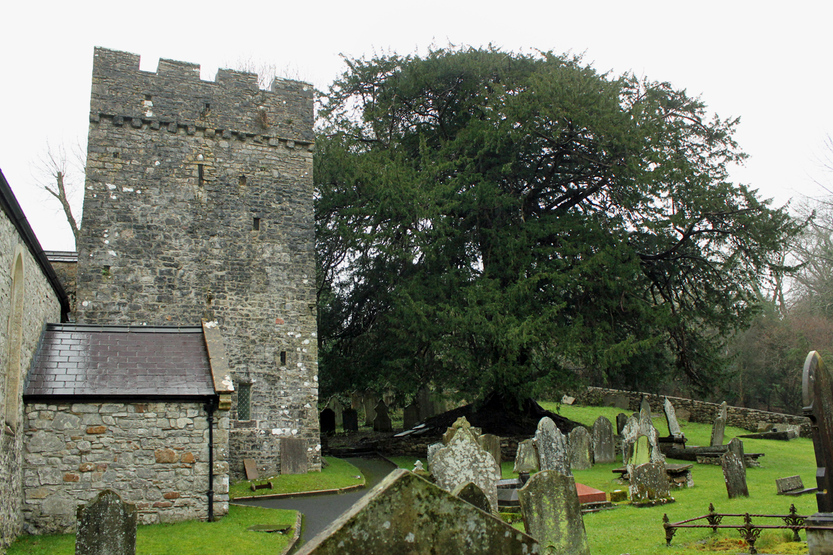 Gower Wildlife: Yews within the Parish Churches of Gower