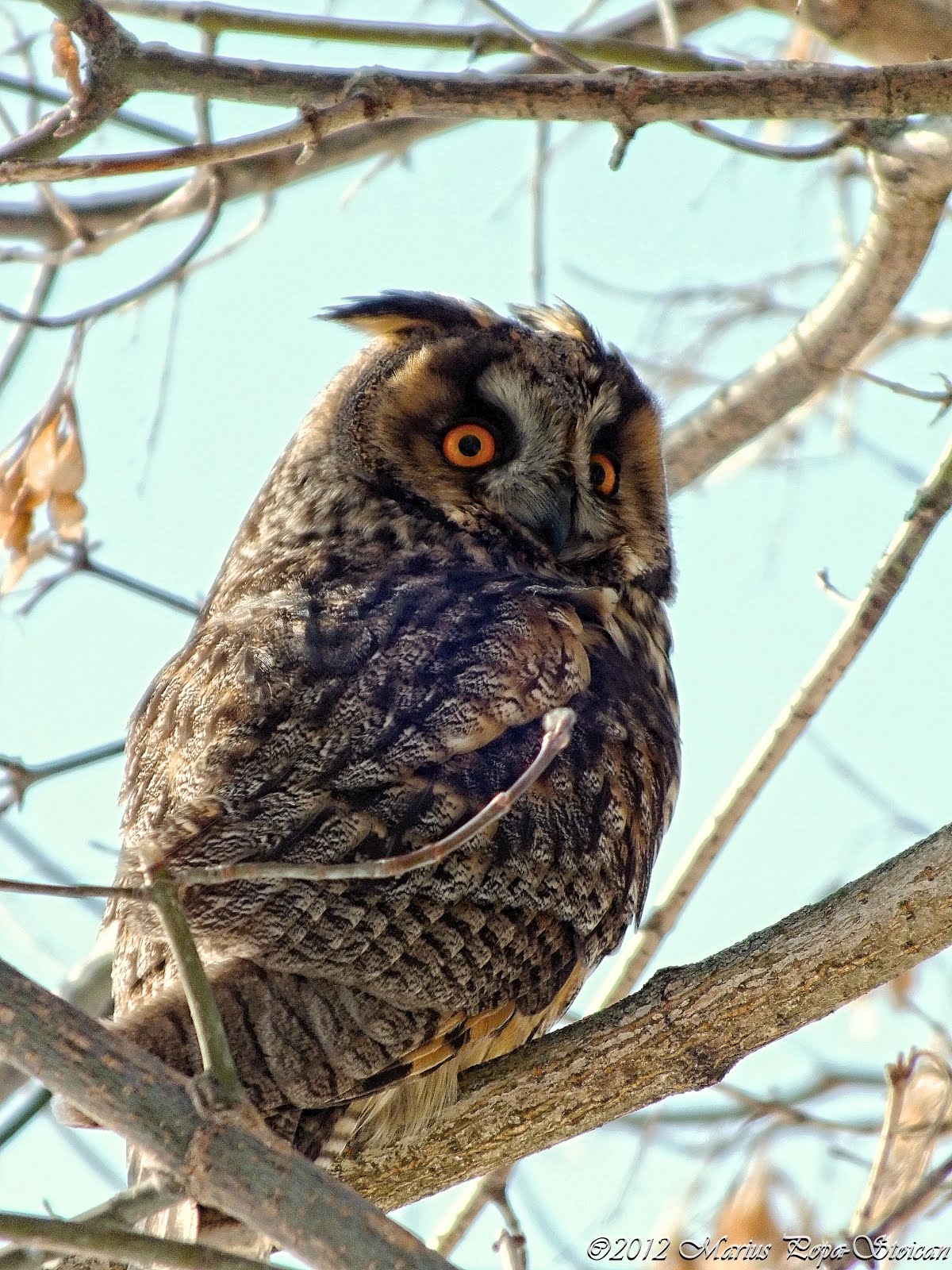 Big Bang: BUFNITA CU URECHI