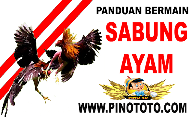 PANDUAN BERMAIN SABUNG AYAM - Pino 4D