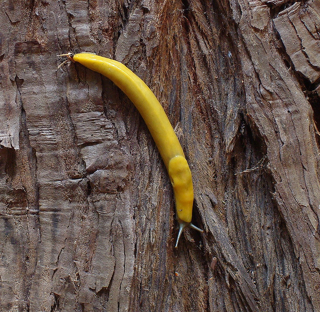 The Banana Slug – Nature’s Giant Recycler | The Ark In Space