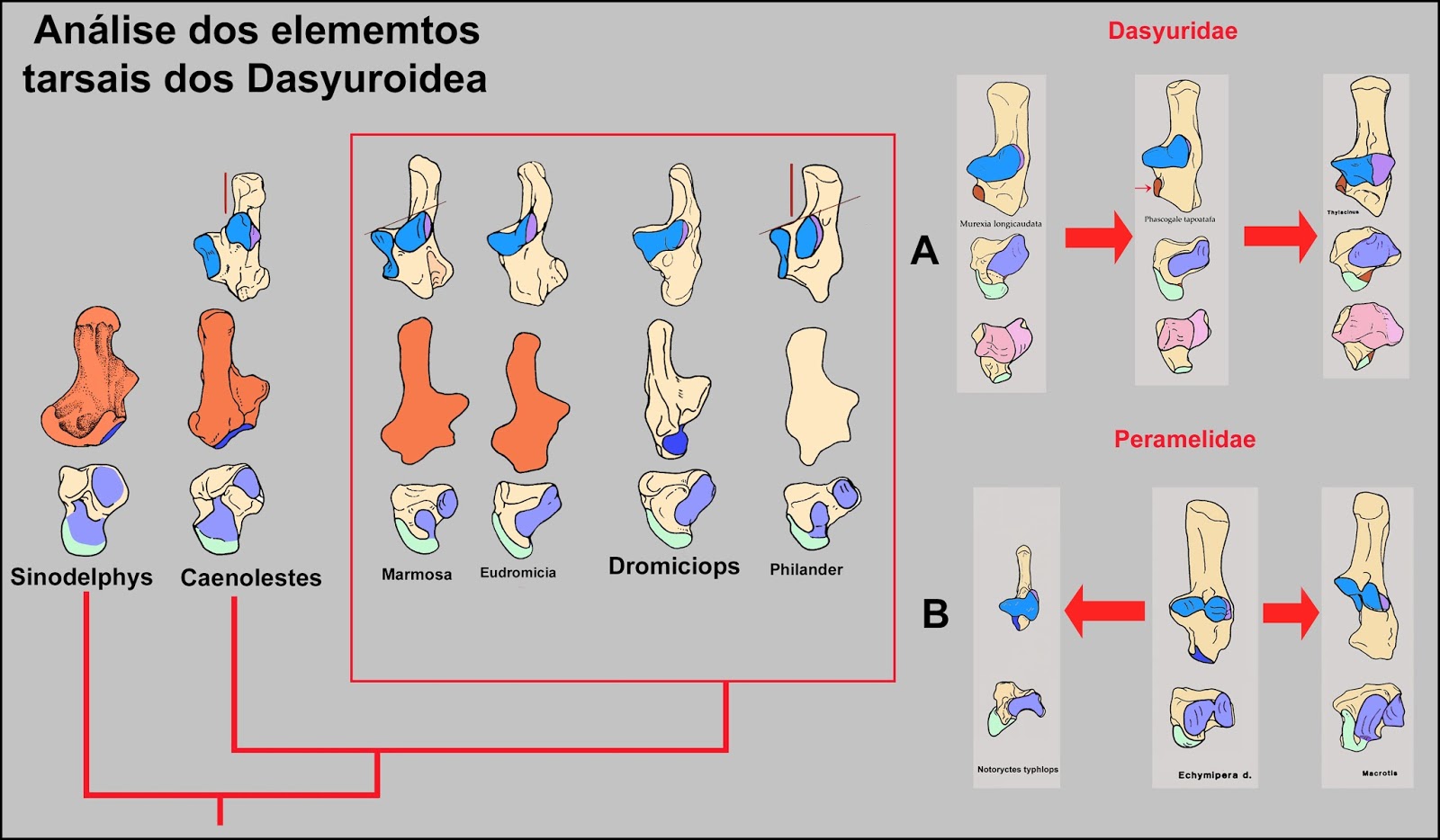 "A EVOLUÇÃO DOS MAMÍFEROS" THE Evolution OF THE MAMMALS: MARSUPIAL ...