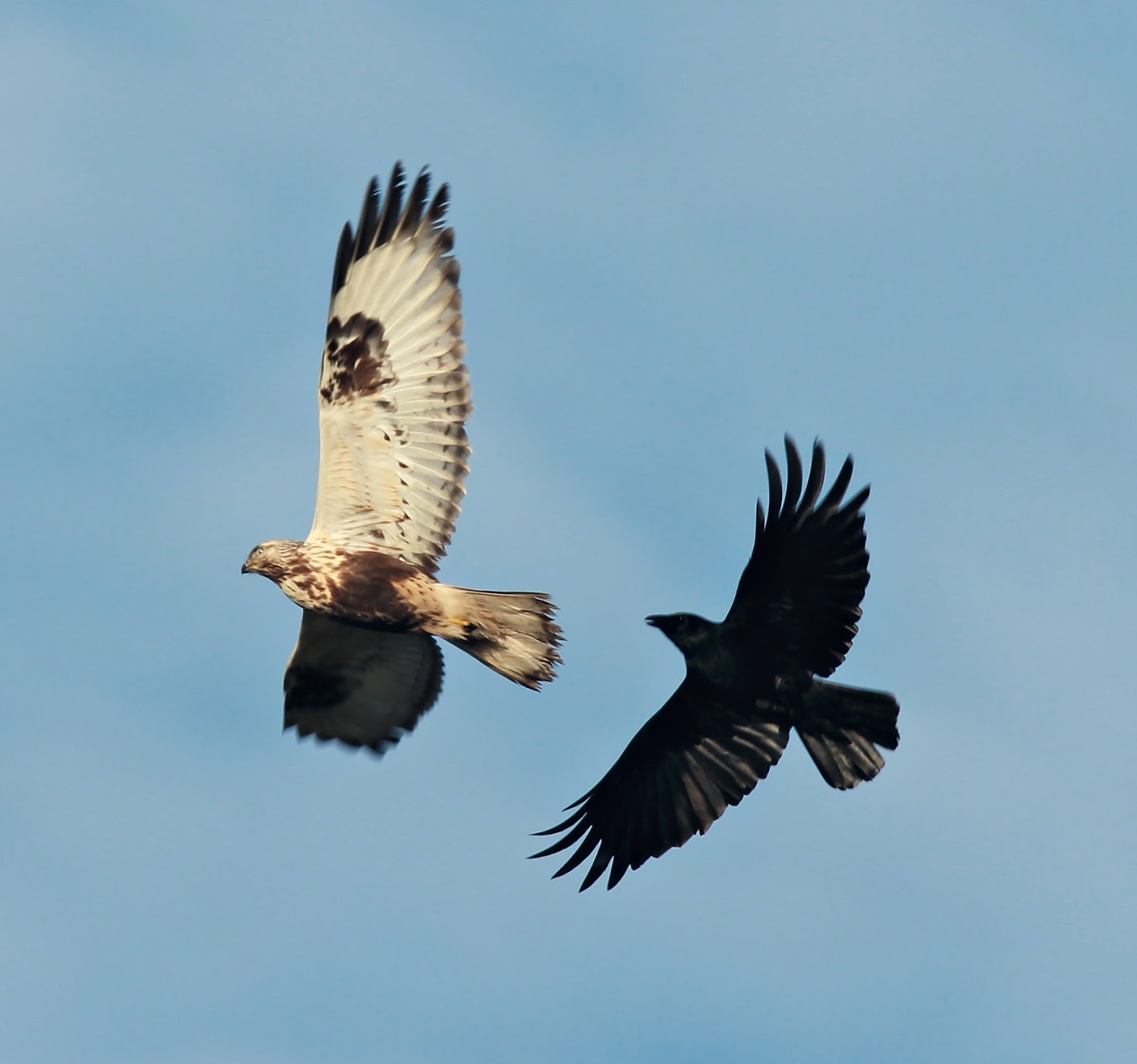 Steve's Birding And Wildlife Blog.: Gib Point Buteo etc.......