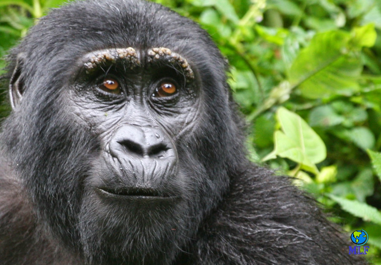 El Reino Animal: GORILAS DE MONTAÑA. Experiencia en estado salvaje