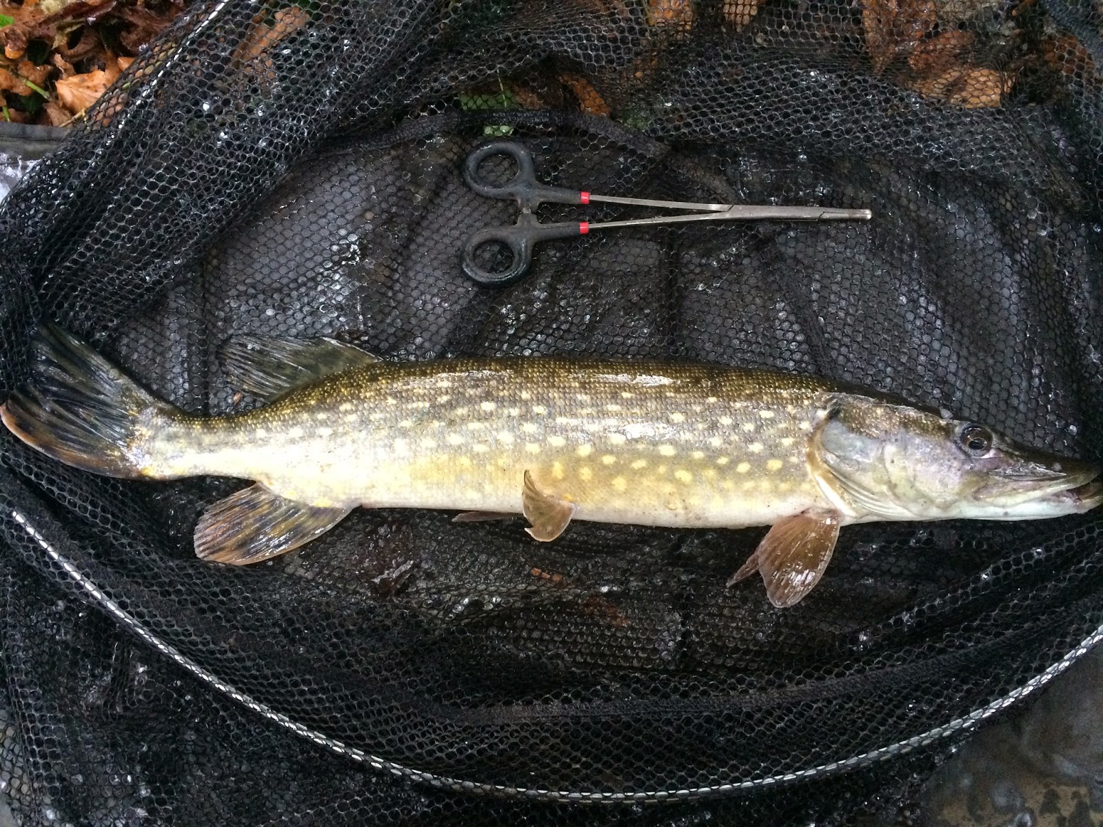 Danny's Angling Blog: Baby Boy Arrives and Pike Fishing Catch up.....