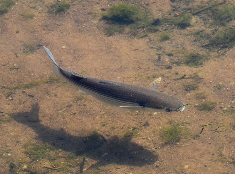 Paseos por la naturaleza: Mugil cephalus. Muil.