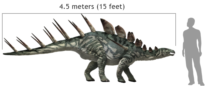 Kentrosaurus Size
