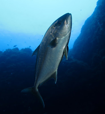 Mergulho num dos melhores spots da Europa, Ilhéus das Formigas Açores