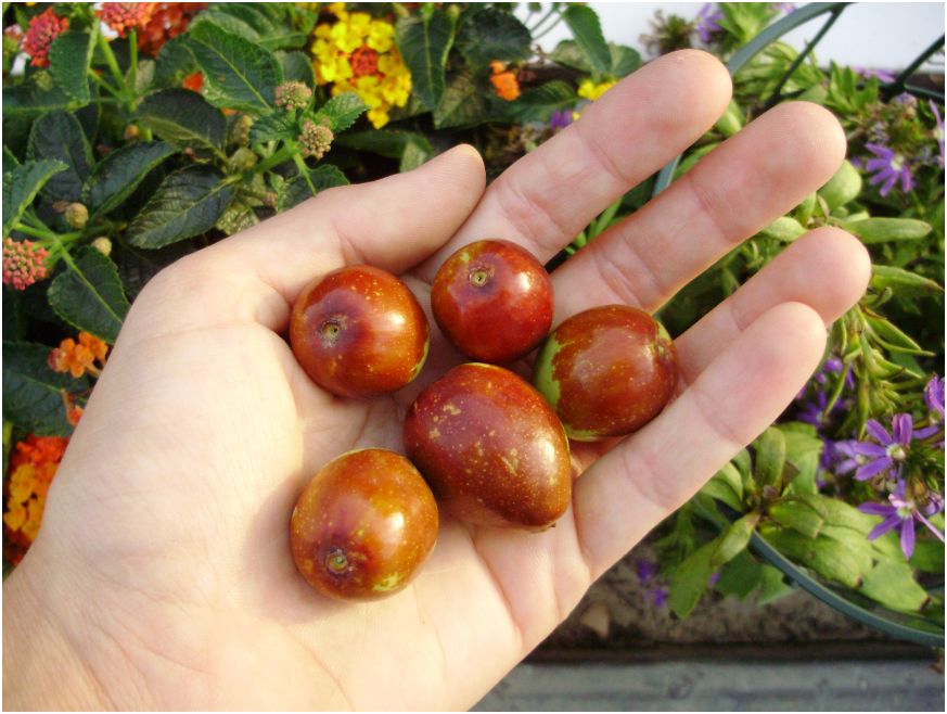 Rumore di fusa: Giuggiole, giuggiole, giuggiole!