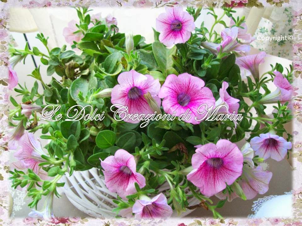 le dolci creazioni di maria: CRACKERS ALLE FRAGOLINE DI BOSCO