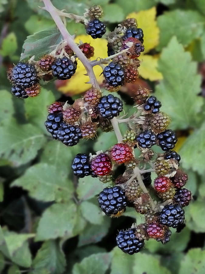 Jardinero Algecireño: Rubus ulmifolius, Zarza o Zarzamora. Originario ...