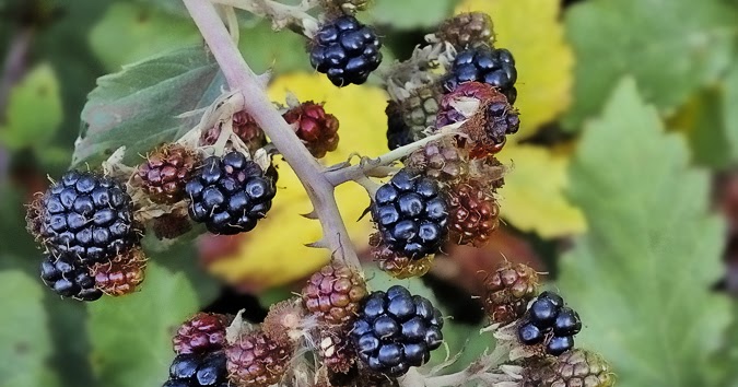 Jardinero Algecireño: Rubus ulmifolius, Zarza o Zarzamora. Originario ...