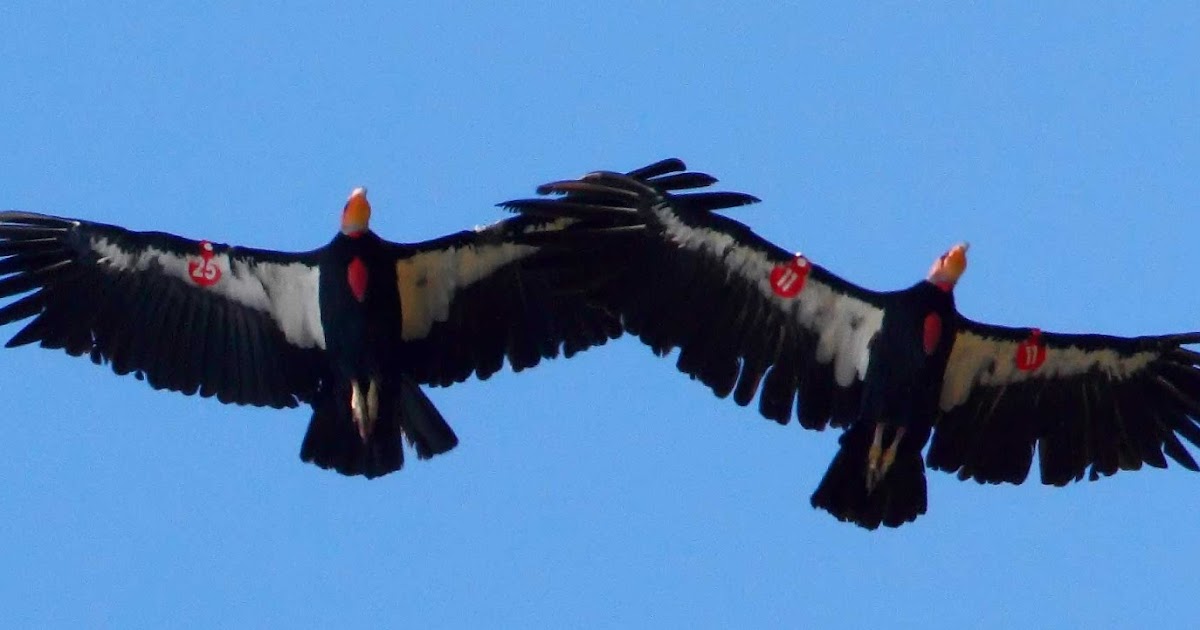 White Wolf : California Condors Constantly Suffer From Lead Poisoning