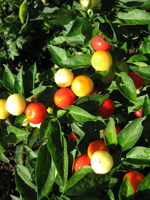 Rotary Botanical Gardens - Hort Blog: Blue Sky Friday