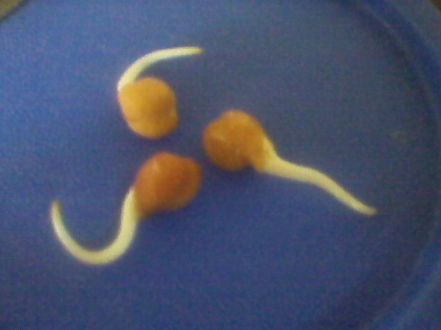 How to grow kala chana (black gram) sprouts at home | Annapurna