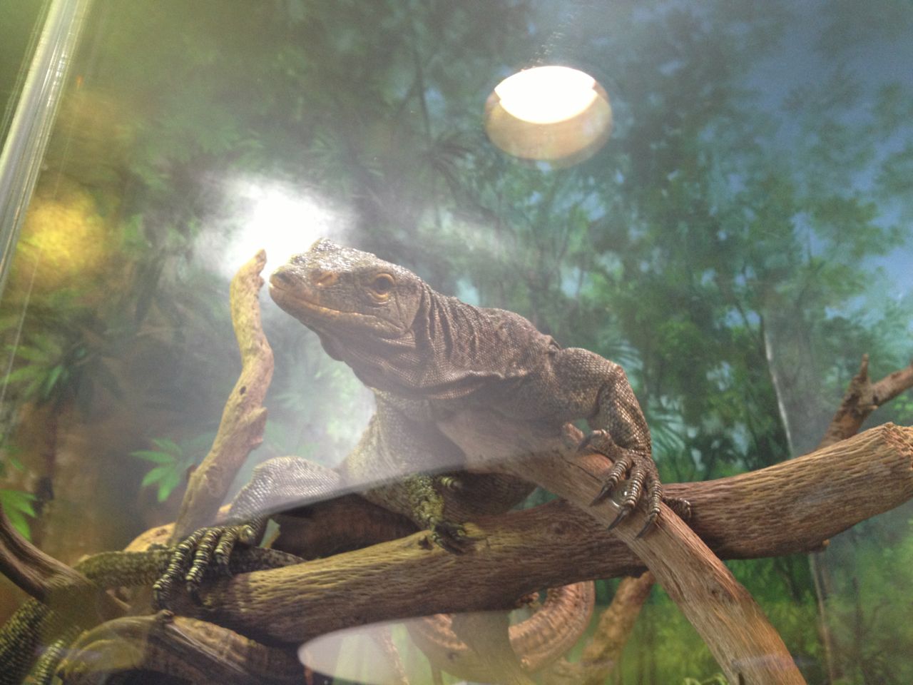 Experiencing Los Angeles: Los Angeles Zoo and Botanical Gardens