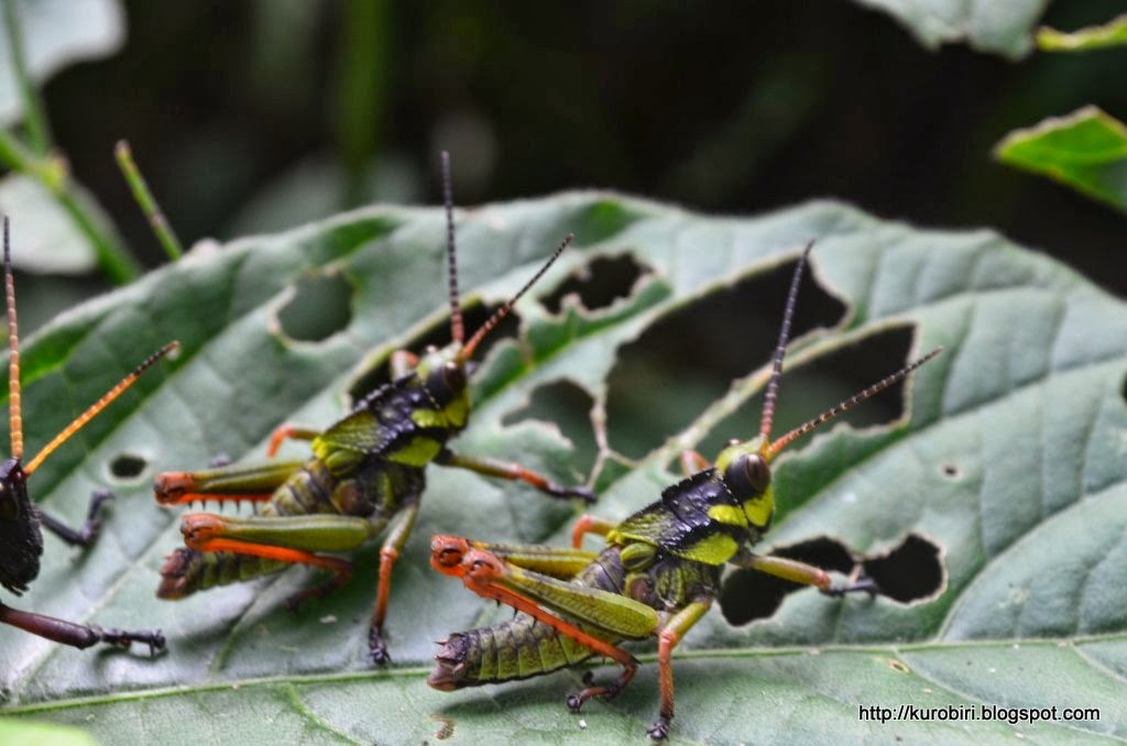 Donde el viento me llevó: Volcán Moyuta