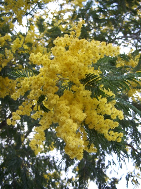 Indian Biodiversity Talks: Invasive plant Acacia dealbata reported from ...