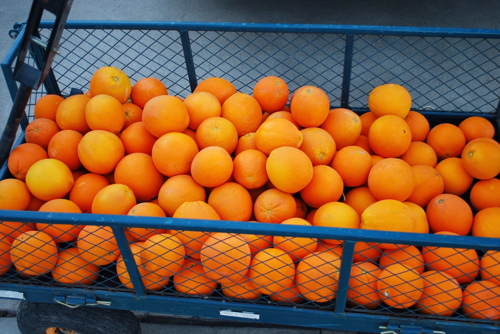 Simplify: Ant Farms & Oranges