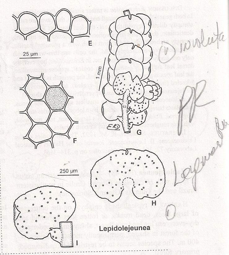 Flora de Puerto Rico Ilustrada Papo Vives: HEP.ATICAS HOJAS LOBADAS ...