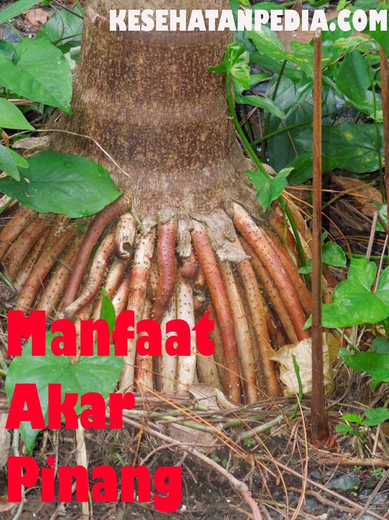 Ide 38+ Jenis Akar Pohon Pinang