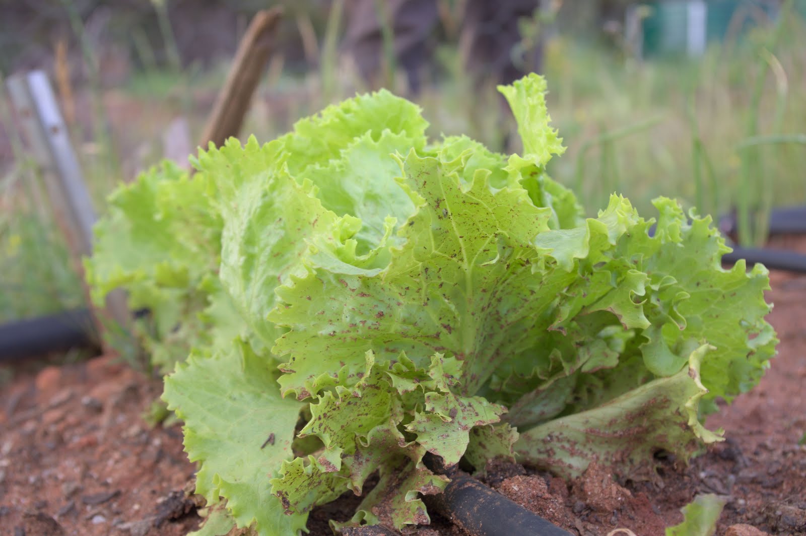Comarca de la Vera - Jardín, huerta y cocina: HUERTO- -LECHUGA