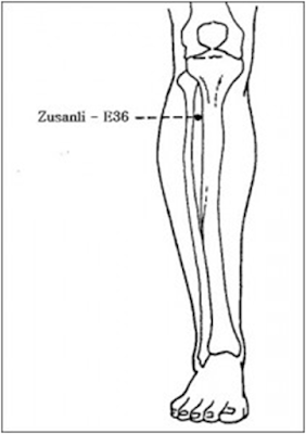 Ilmu Titik Meridian Akupuntur Dan Akupresur: ST-36 (ZUSANLI/ LEG THREE ...