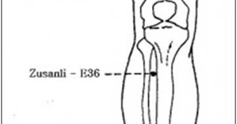 Ilmu Titik Meridian Akupuntur Dan Akupresur: ST-36 (ZUSANLI/ LEG THREE ...
