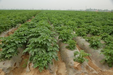 Crop Ideas: Chinese Potato Market
