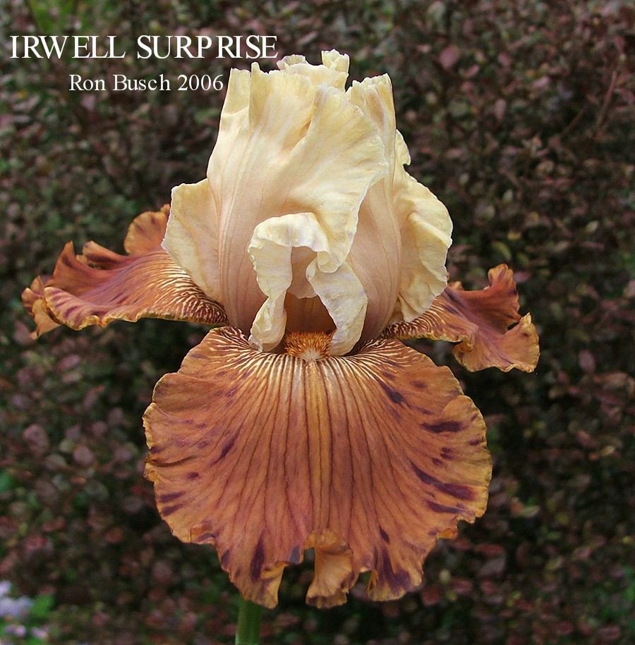 New Zealand Tall Bearded Iris "IRWELL SURPRISE" ~ HERITAGE IRISES