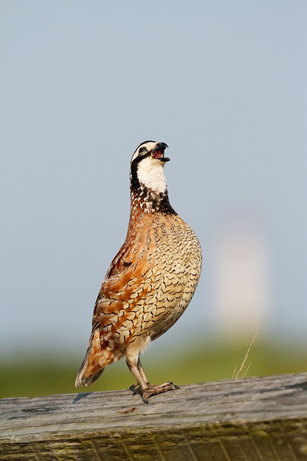Philly Bird Nerd : Meet Mr. White