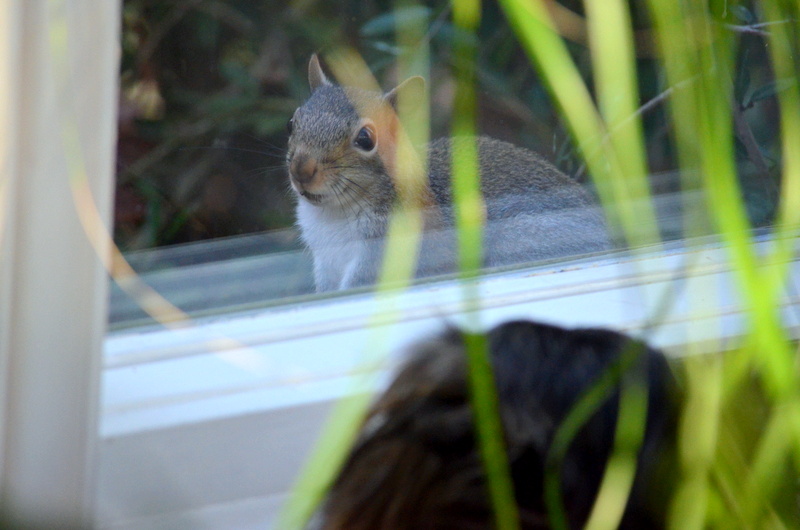 Be Still a Minute...: Wiener Wednesday...Squirrel Patrol