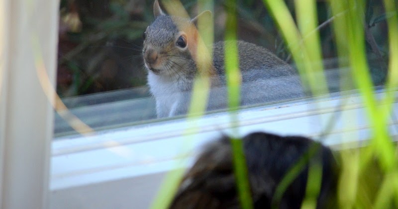 Be Still a Minute...: Wiener Wednesday...Squirrel Patrol