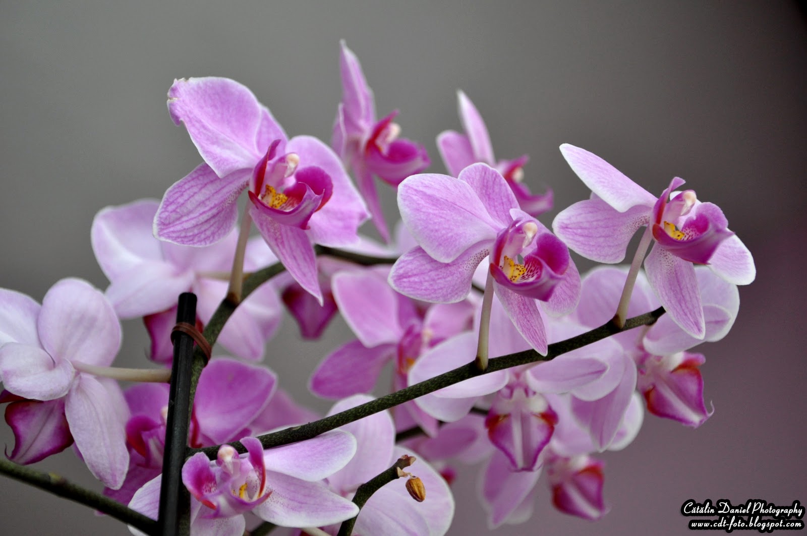 Catalin Daniel Toma Photography: Orhidee