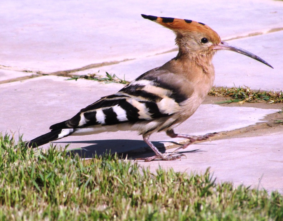 Birding for a Lark: Fal residential compound, Riyadh