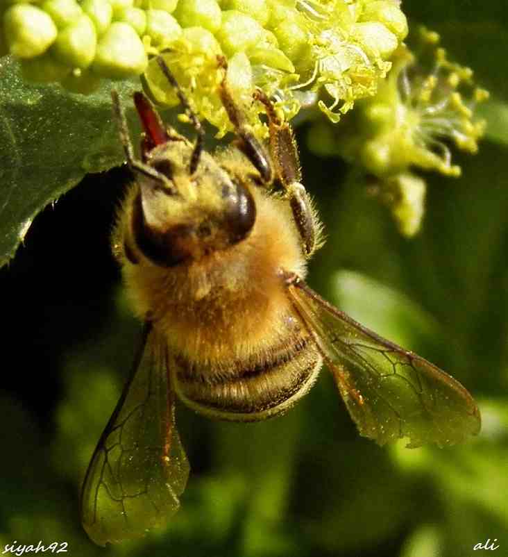 Doğadan Kareler: Doğada Bal Arısı