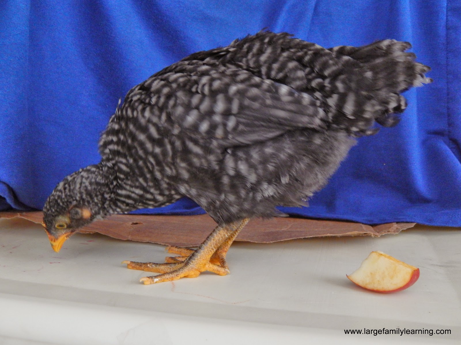 Large Family Learning : Raising Baby Chicks: 5 Weeks Old