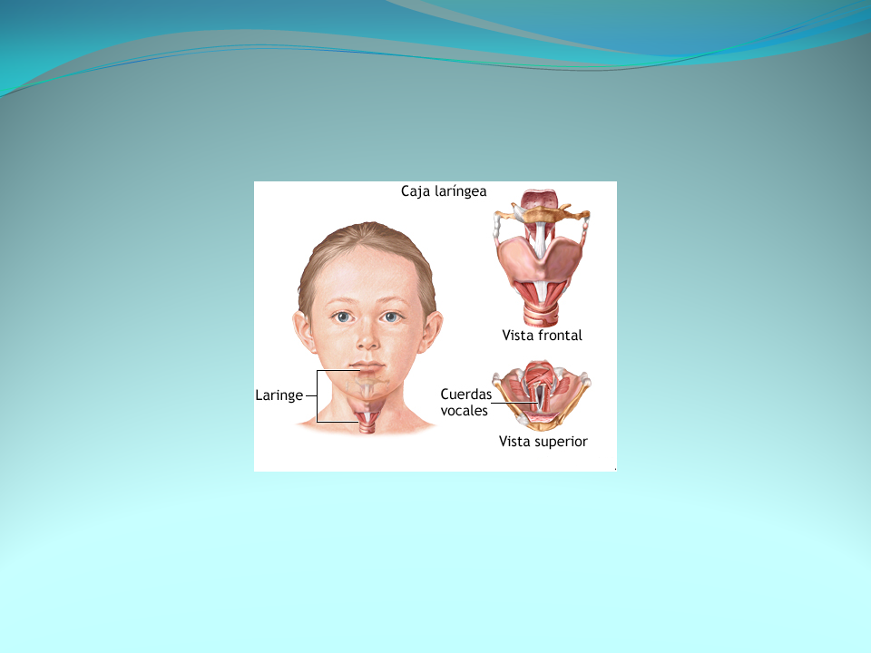 ENCUENTRO CON LA MÚSICA: LA VOZ HUMANA COMO INSTRUMENTO MUSICAL