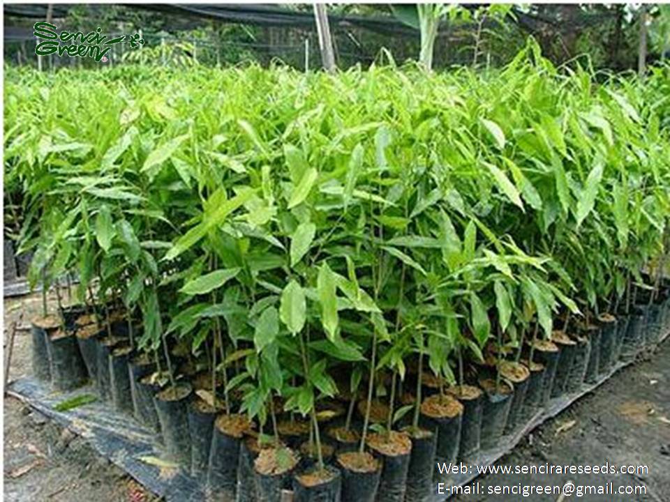 Senci Green Flower Garden