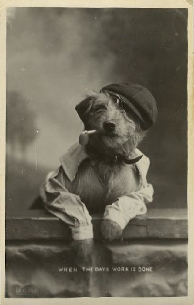 27 Outrageous Vintage Photographs of Dogs Smoking Pipes ~ Vintage Everyday