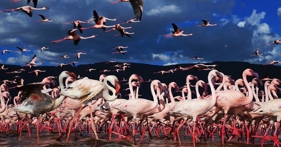 East Africa Exposed: Lake Borgoria and the Flamingo Migration