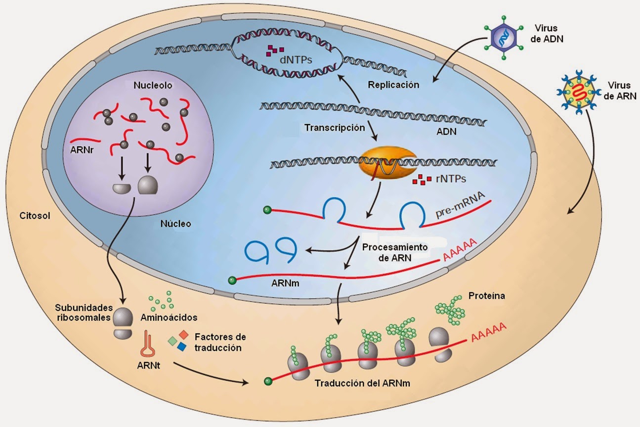 Apuntes de Bioquímica: Replicación del ADN