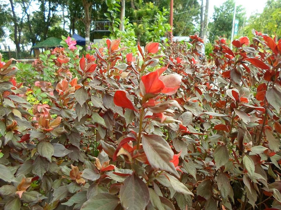 Photographic Handbook of Phil. Plants and Flowers: A-B