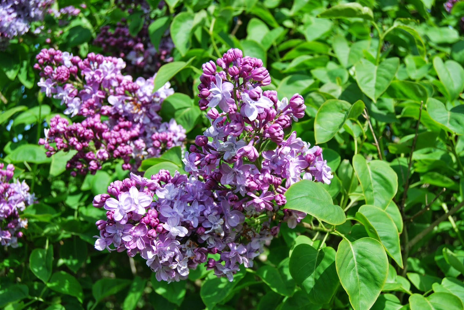 Days out in Sussex - A Country idyll and an abundance of lilac in ...