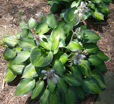 Future Plants by Randy Stewart: Hosta