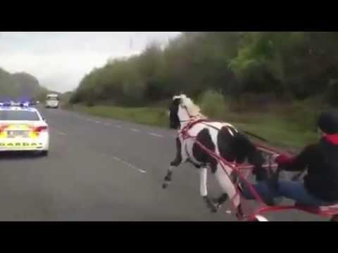 Criminologia de estar por casa: KNACKERS – GITANOS IRLANDESES