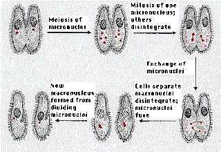 Introduction and Classification of Parasites