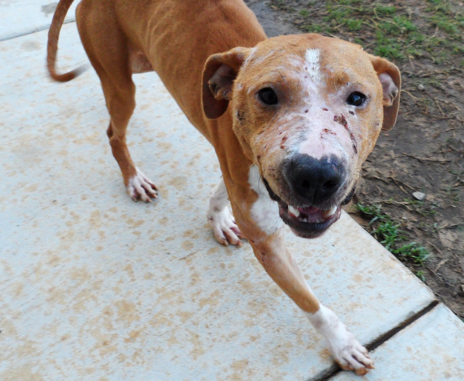 Lucky Dog Rescue Blog: Noah, The Bait Dog